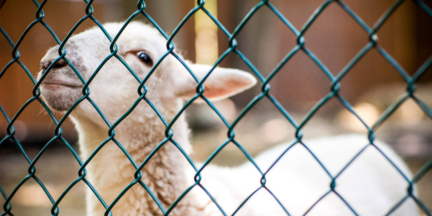 lamb – Deer Mountain Day Camp